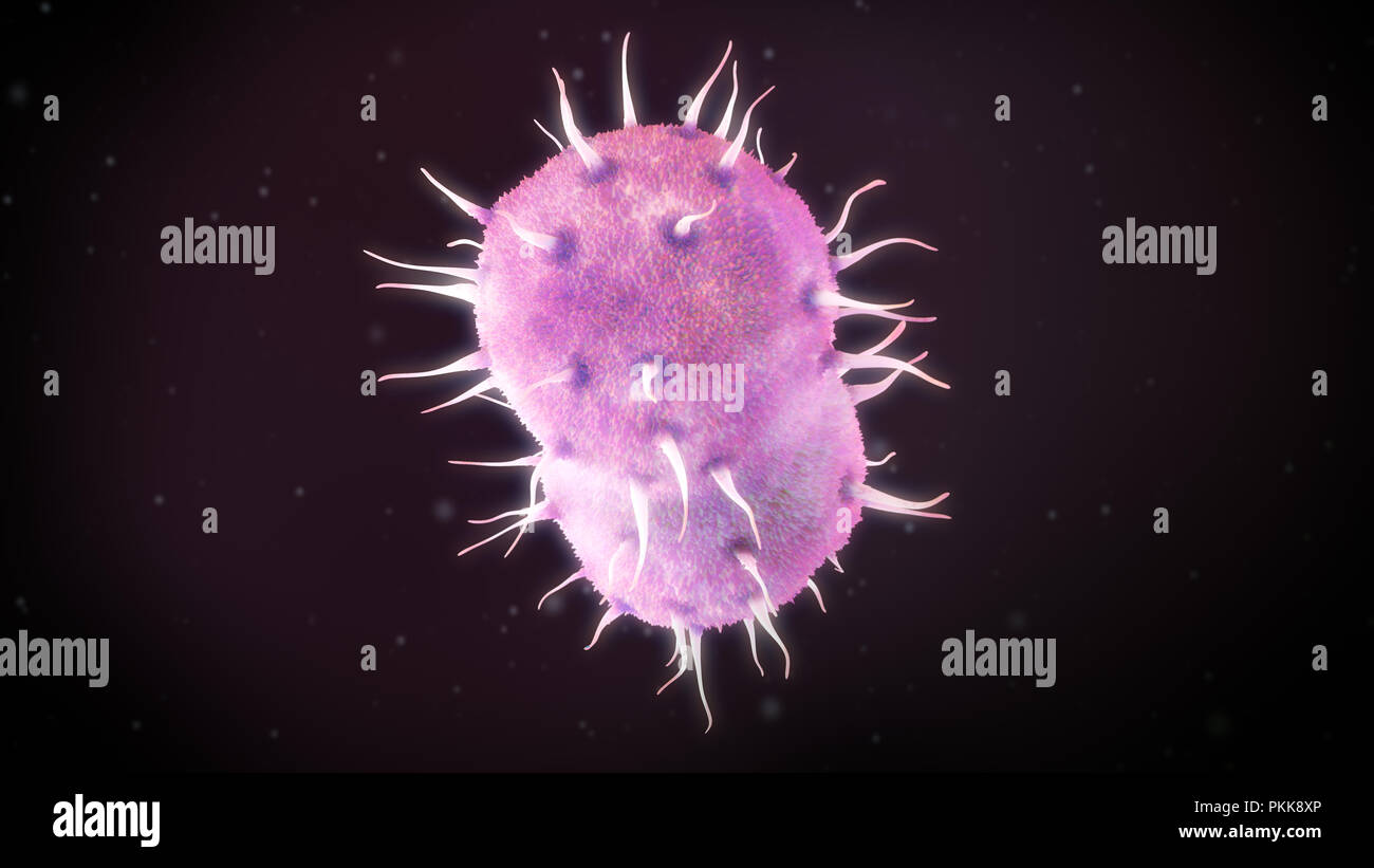 Neisseria gonorrhoeae bacteria hi-res stock photography and images - Alamy
