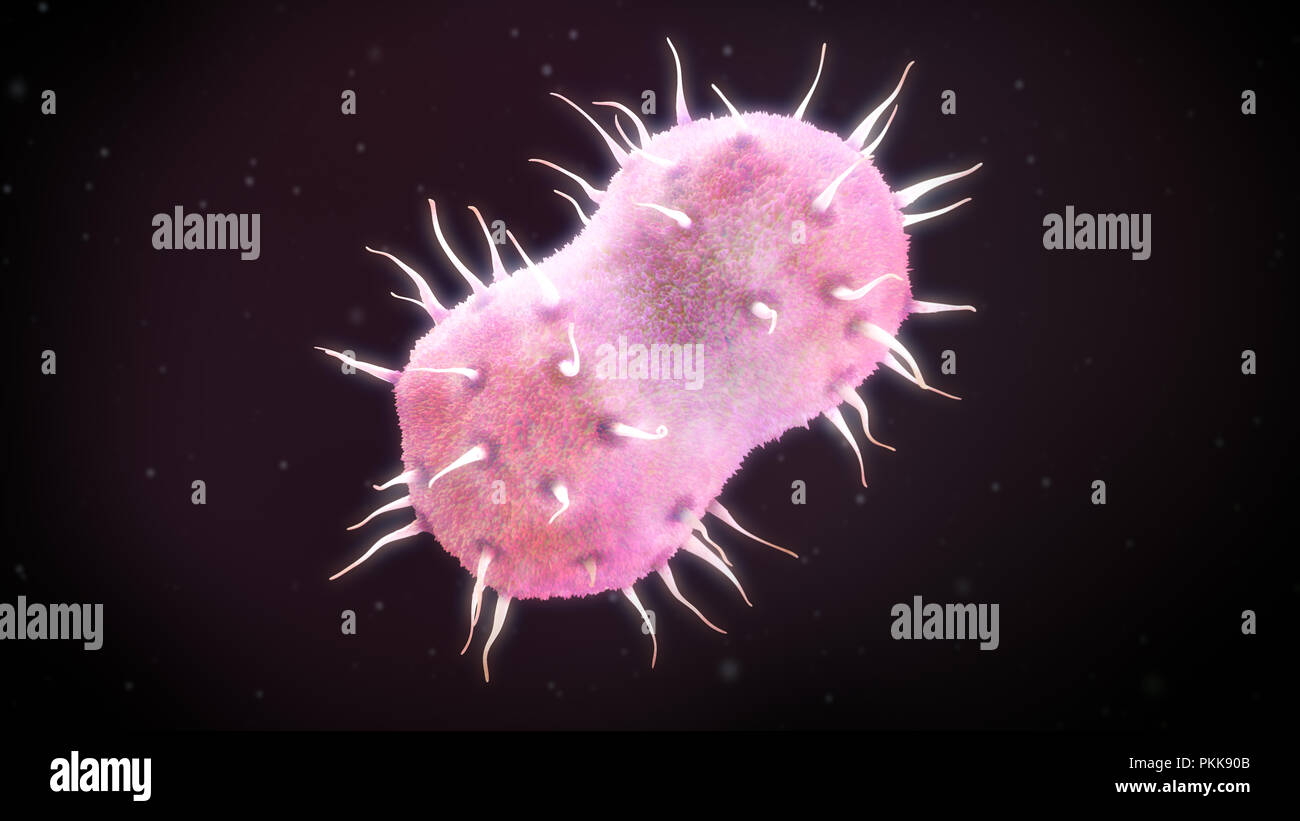 Neisseria gonorrhoeae bacteria hi-res stock photography and images - Alamy