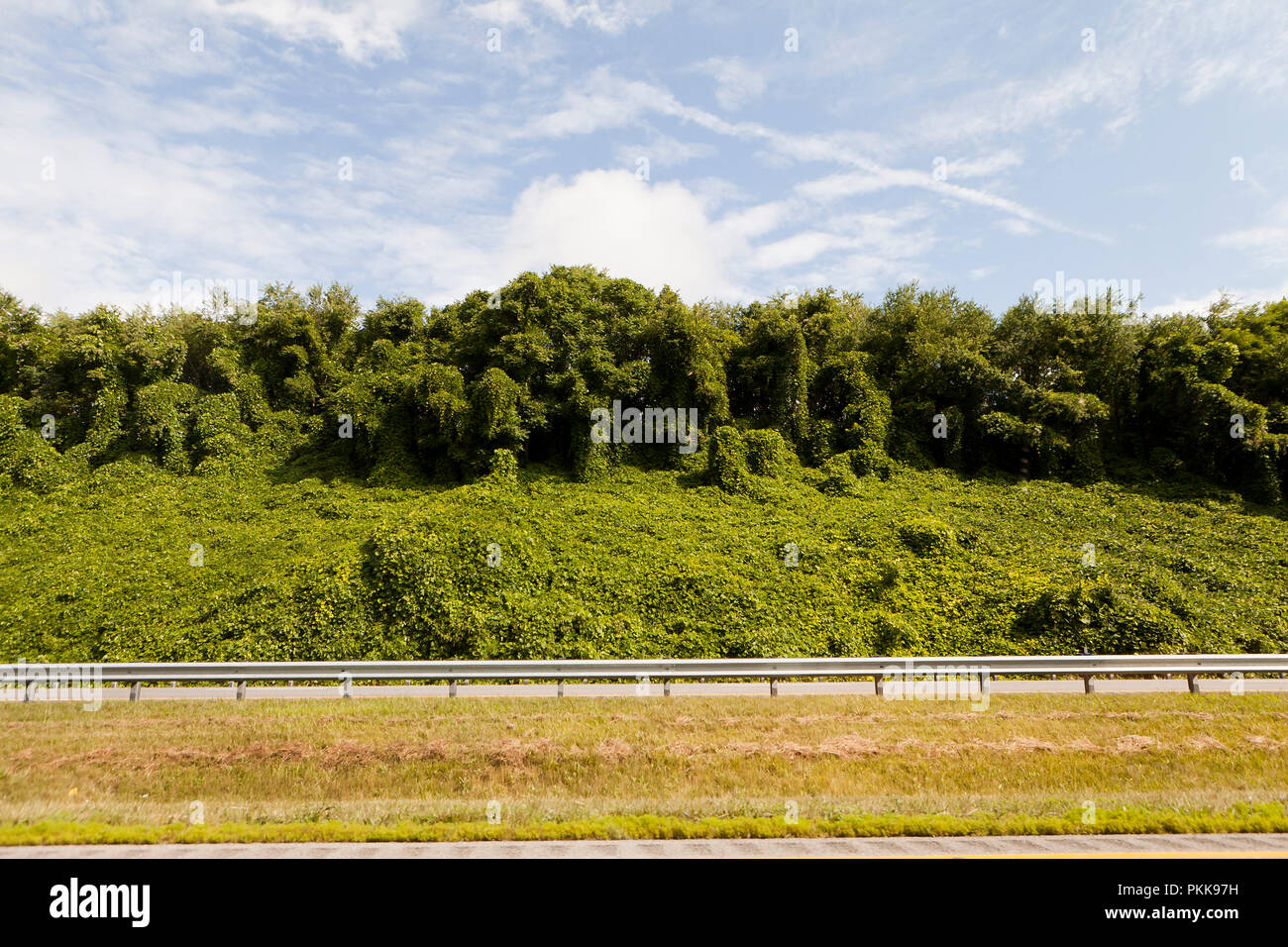 Kudzu, aka Japanese arrowroot (Pueraria montana) growing roadside ...