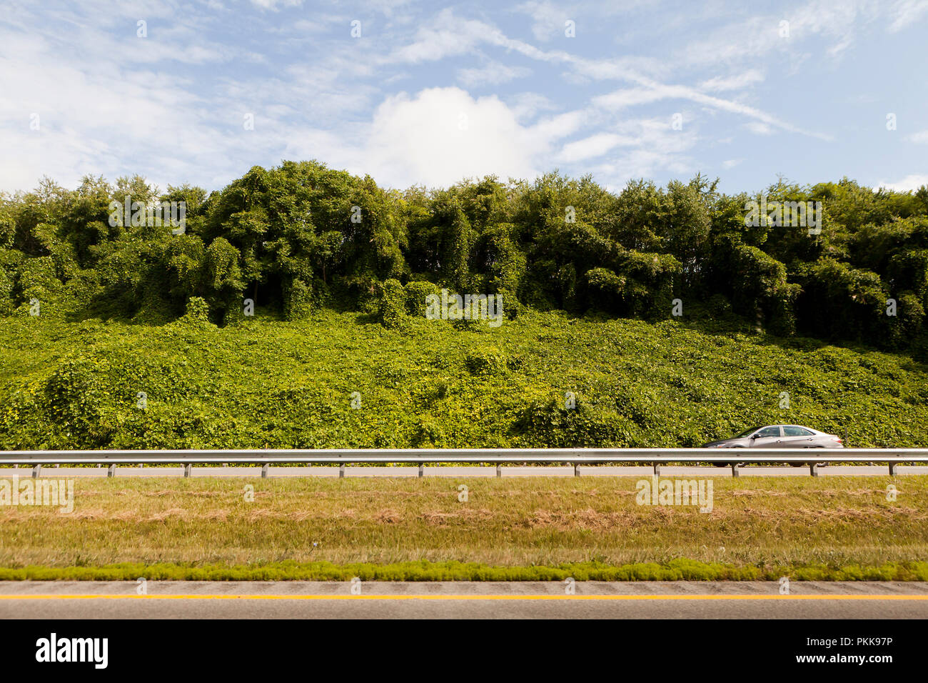 Kudzu hi-res stock photography and images - Alamy