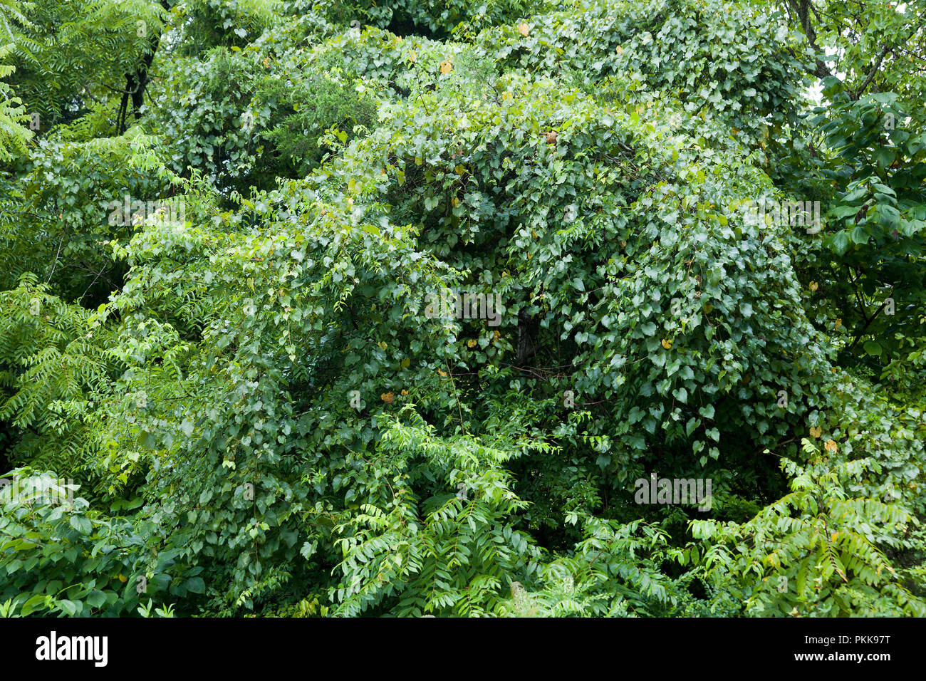 Sand vine covering tree, aka honeyvine, bluevine milkweed, climbing ...