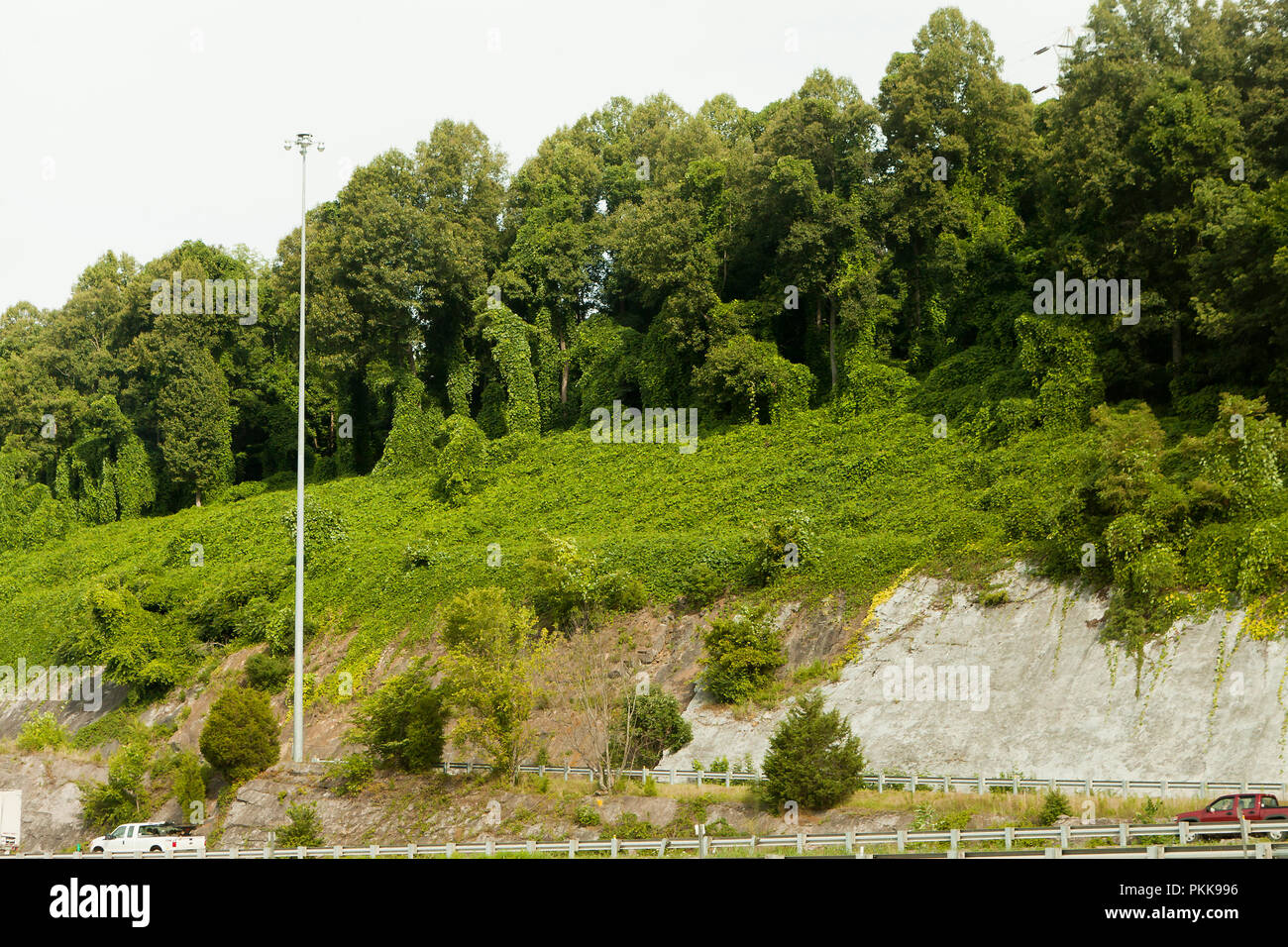 Kudzu hi-res stock photography and images - Alamy