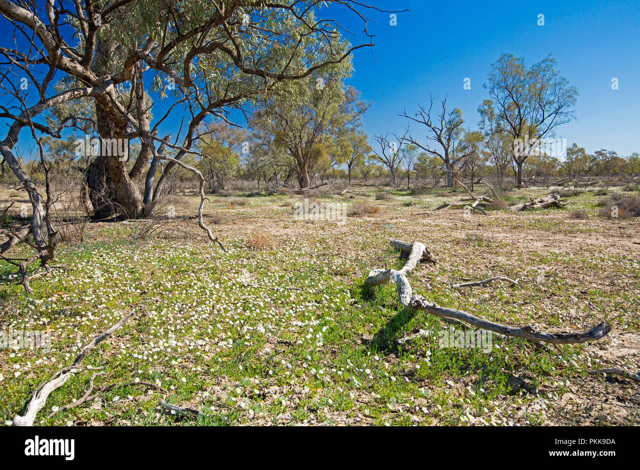 Australian Outback Bush