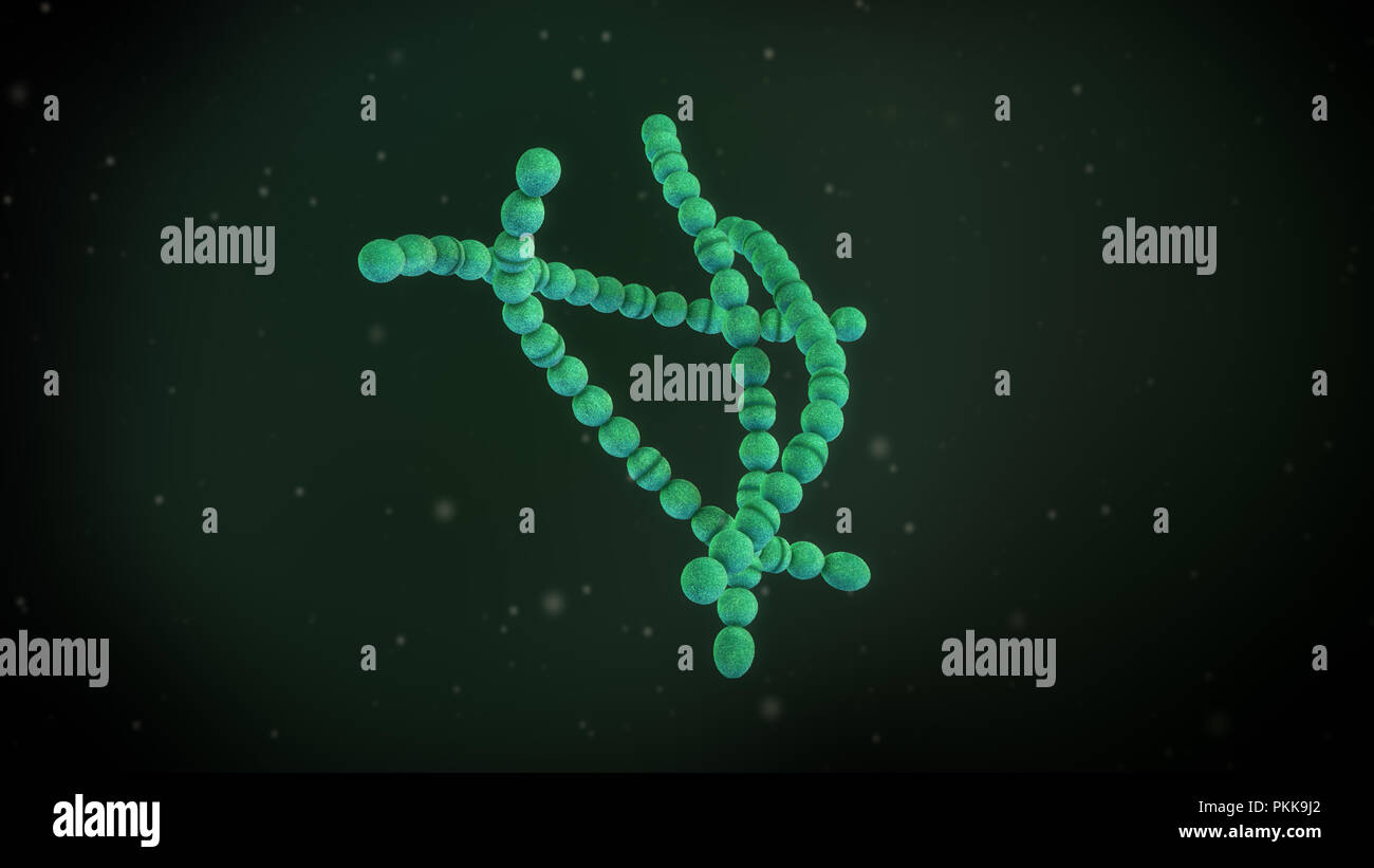 Streptococcus pyogenes bacteria hi-res stock photography and images - Alamy