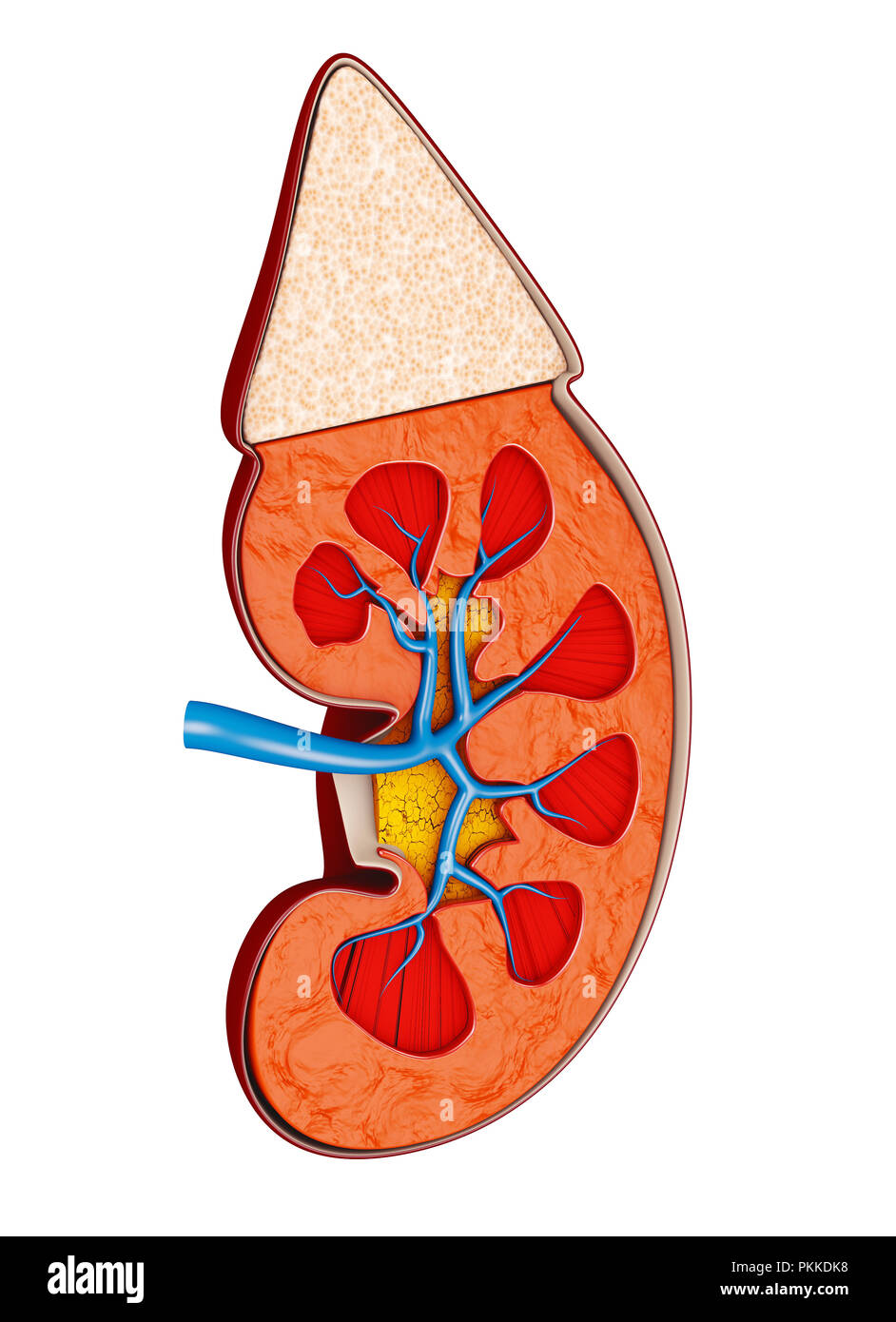 Structure of the kidney medical 3d illustration. Science medical ...