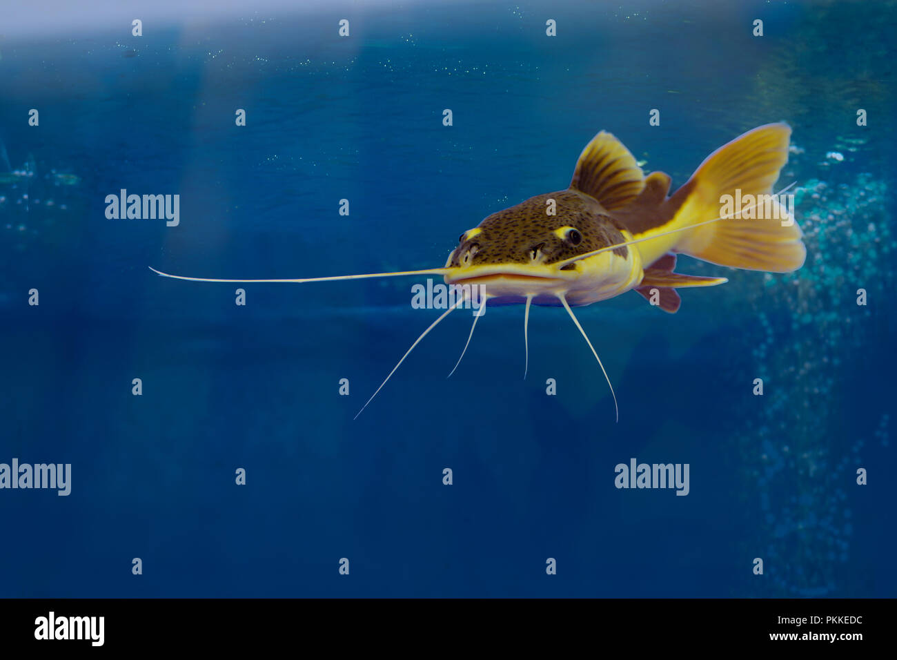 Catfish swimming underwater photography hi-res stock photography and ...