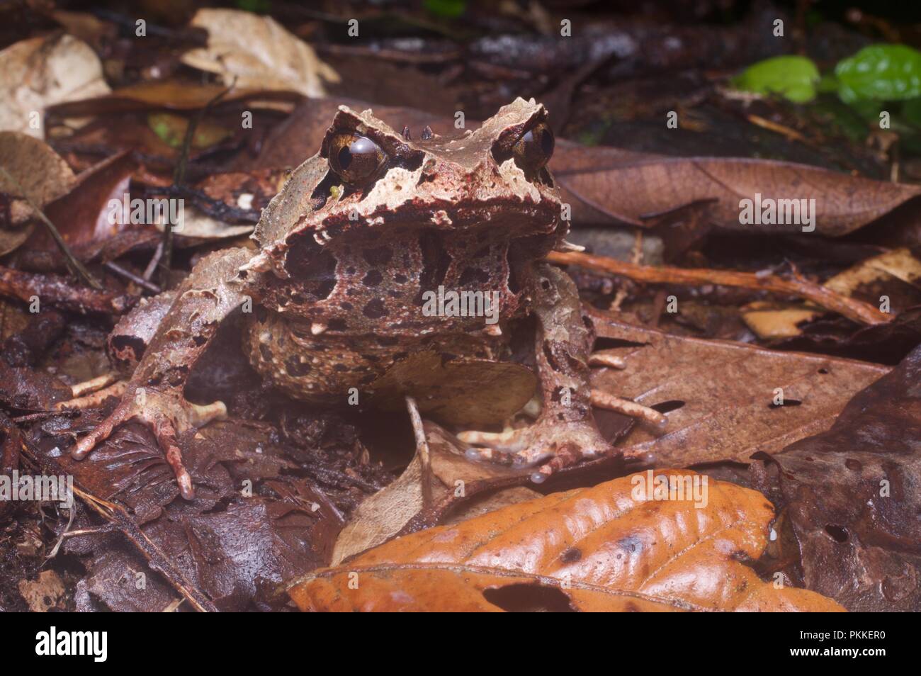 A Kobayashi's Horned Frog (Megophrys kobayashii) in the leaf litter of ...