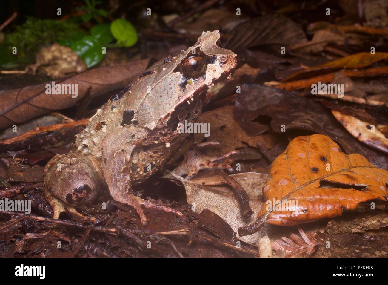 A Kobayashi's Horned Frog (Megophrys kobayashii) in the leaf litter of ...
