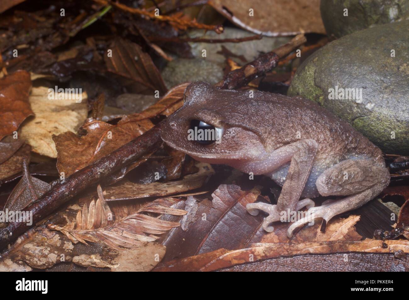 A Montane Large-eyed Litter Frog (Leptobrachium montanum) in the wet ...