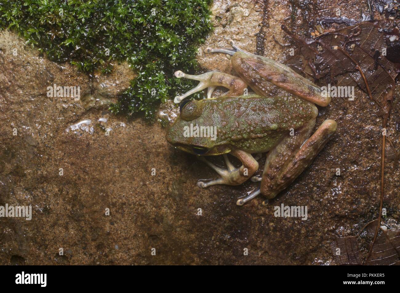A Montane Torrent Frog (Meristogenys kinabaluensis) on a wet boulder in ...
