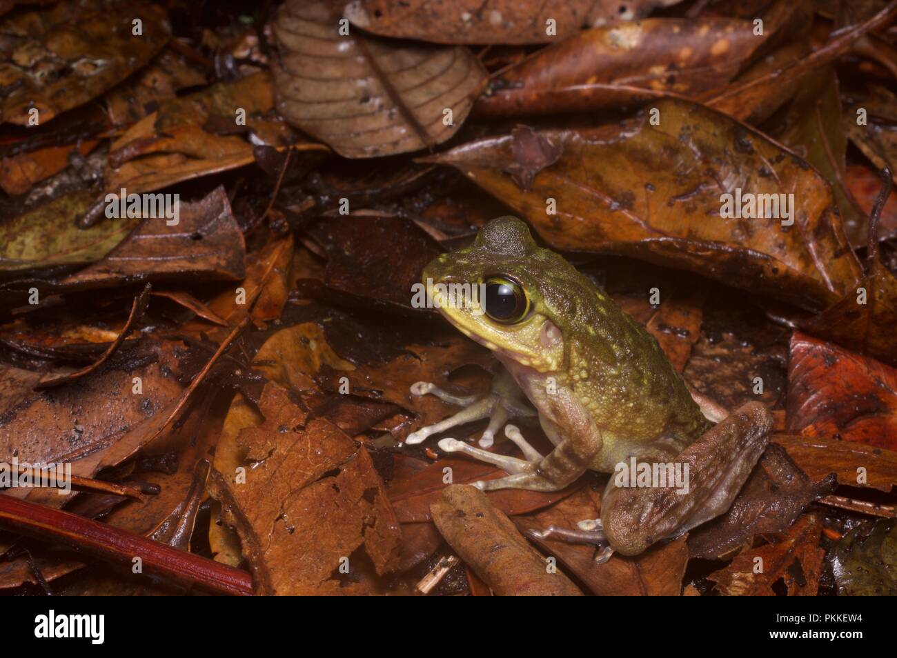 Montane torrent frog meristogenys kinabaluensis hi-res stock ...