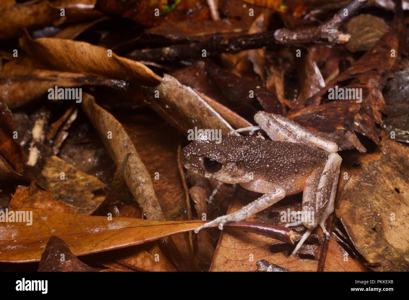 Kinabalu slender litter frog hi-res stock photography and images - Alamy