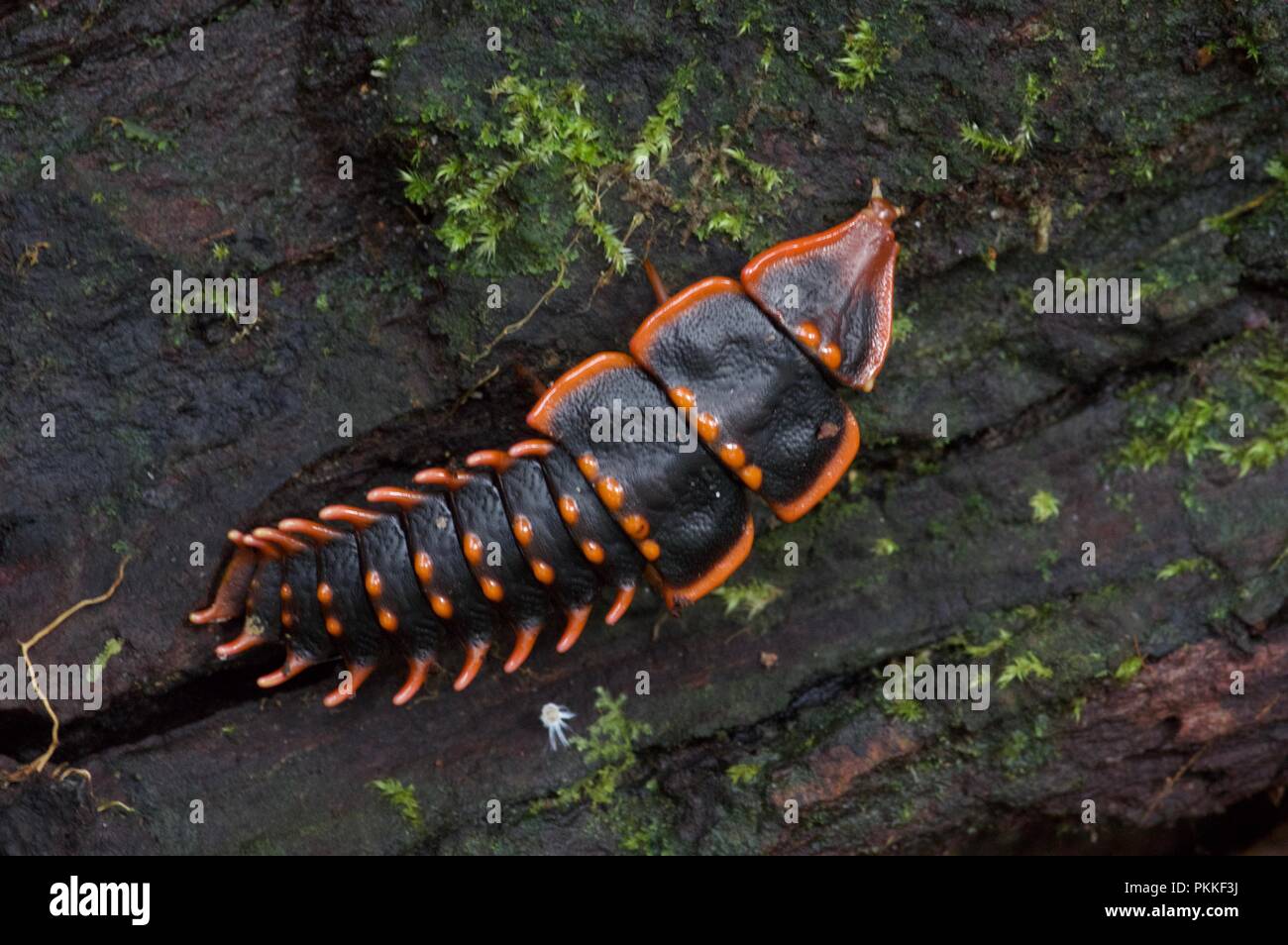 Platerodrilus paradoxus hi-res stock photography and images - Alamy