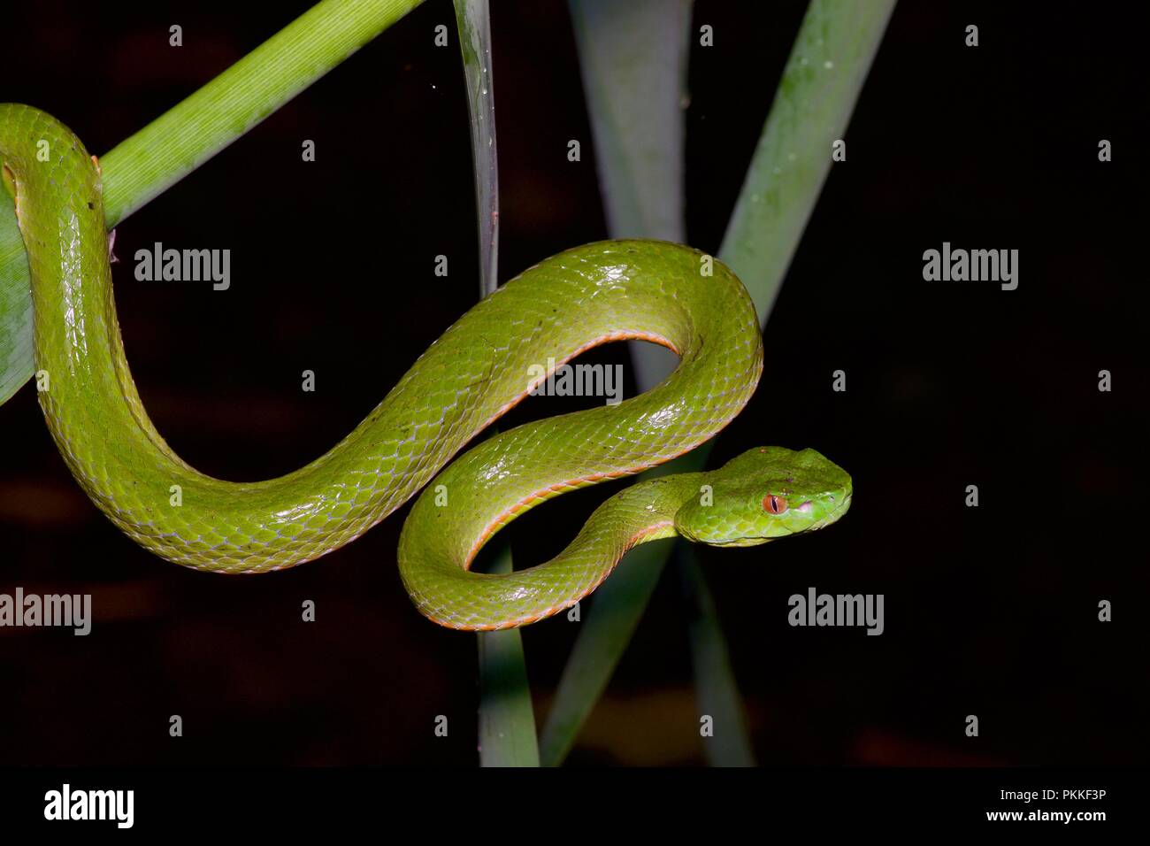 A Sabah Pit Viper (Trimeresurus sabahi sabahı) in the forest at night ...