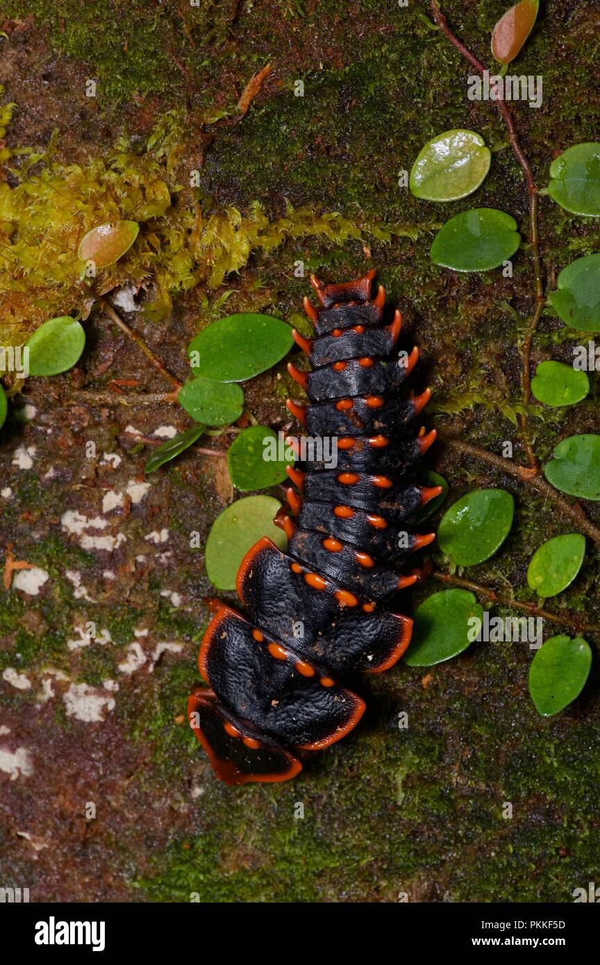 Beetle malaysia hi-res stock photography and images - Alamy