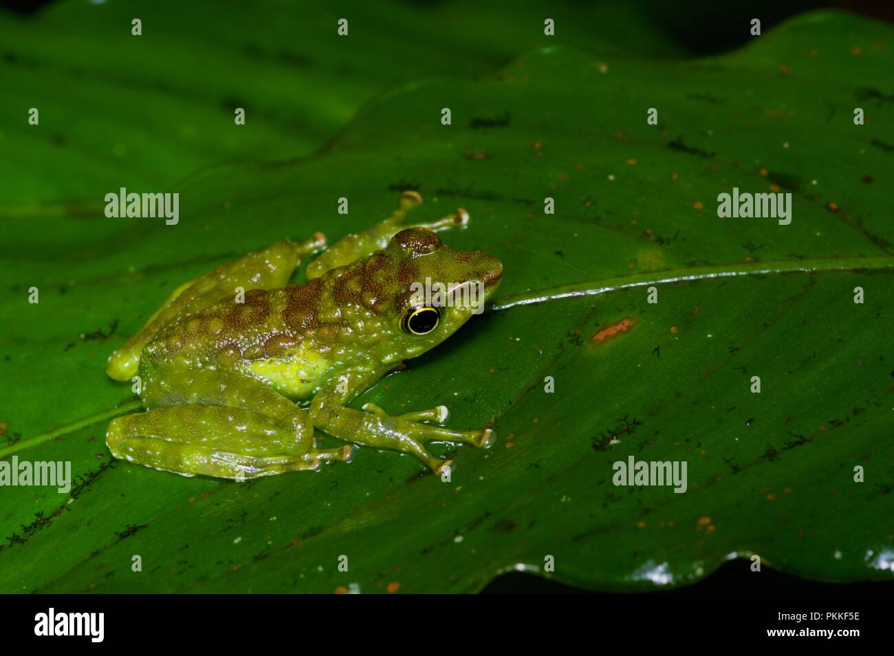 Green spotted rock frog hi-res stock photography and images - Alamy