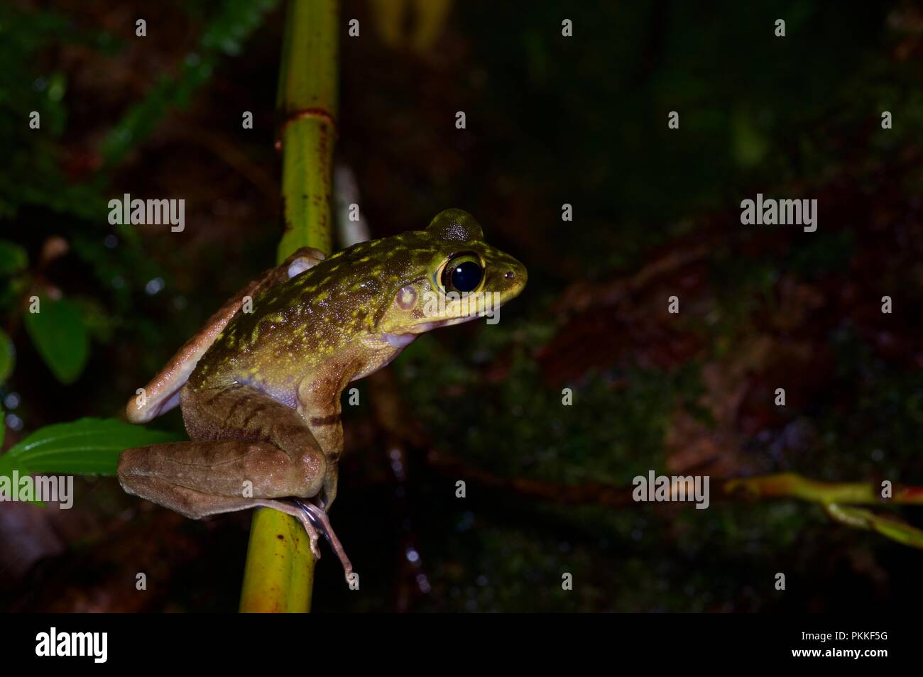 Montane torrent frog meristogenys kinabaluensis hi-res stock ...