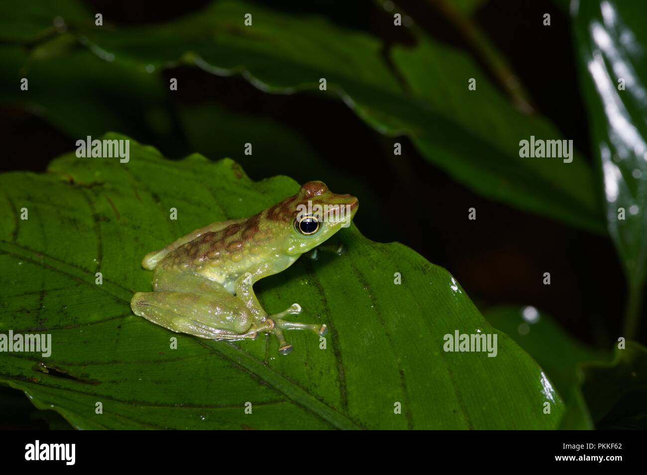 Green spotted foot flagging frog hi-res stock photography and images ...