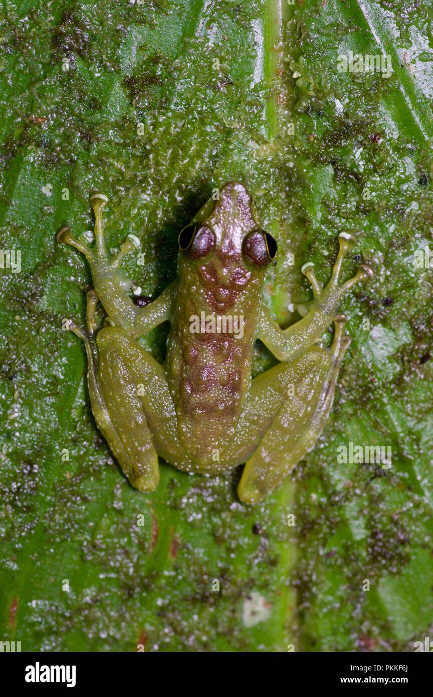 Green spotted foot flagging frog hi-res stock photography and images ...