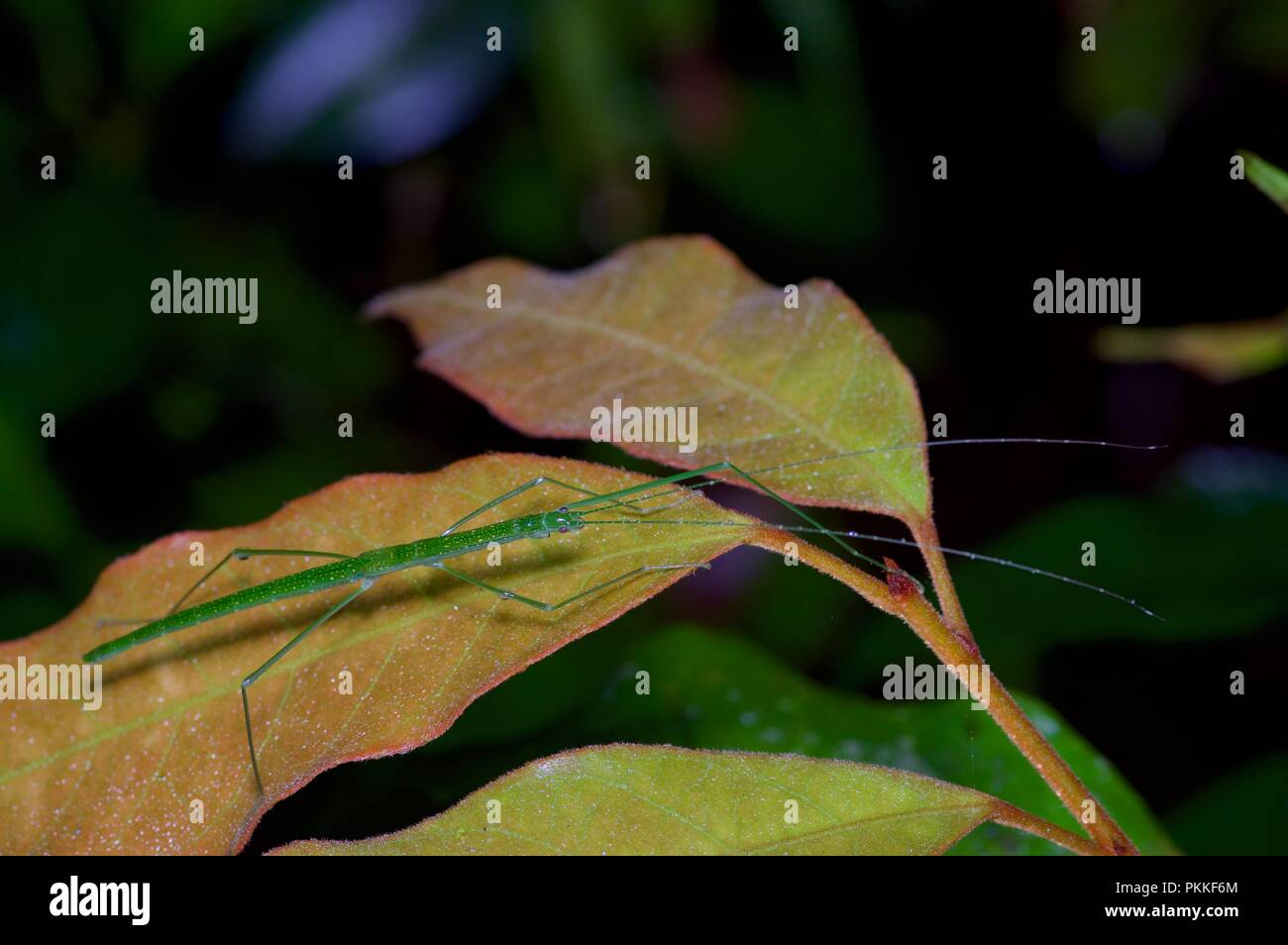 A thin green phasmid (stick insect) on a leaf in the rainforest on Mt ...