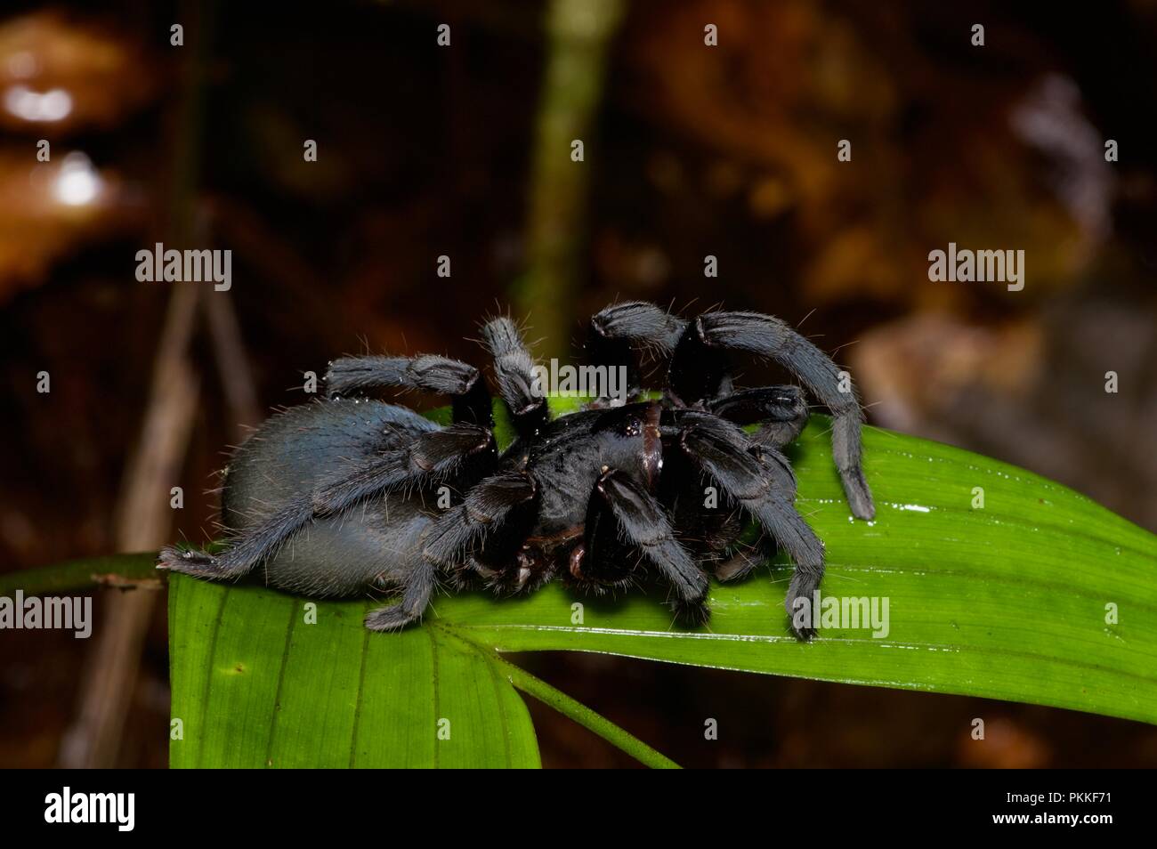 An adult female tarantula (Phlogiellus pelidnus?) on a leaf at night in ...