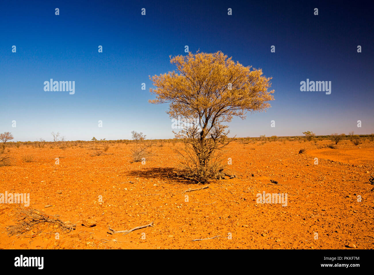 Australian outback landscape during drought with solitary mulga/ acacia ...