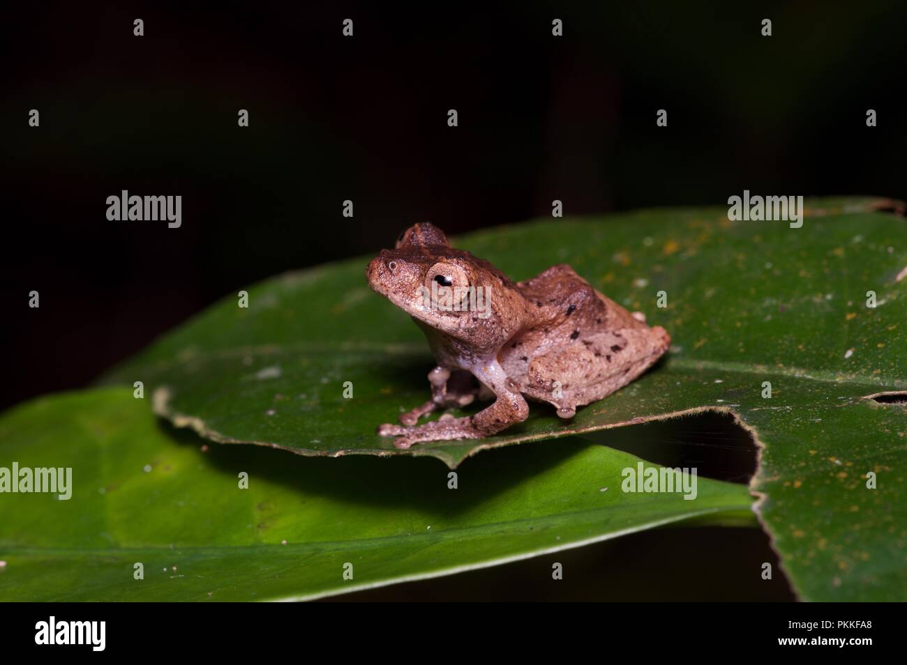 Philautus aurantium gunungensis hi-res stock photography and images - Alamy