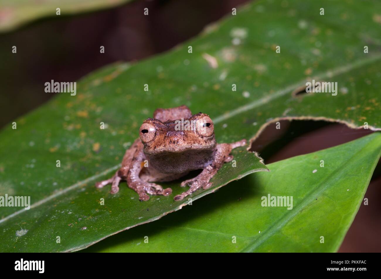 A Golden-legged Bush Frog (Philautus aurantium gunungensis) on a leaf ...