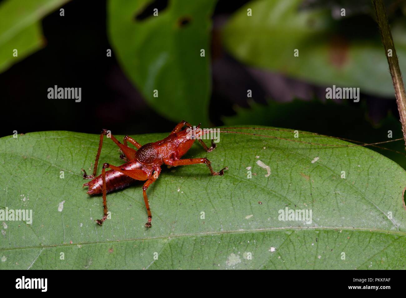 Borneo insect hi-res stock photography and images - Alamy