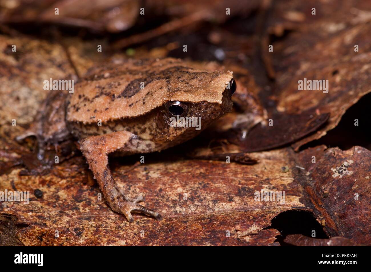 A Kinabalu Sticky Frog (Kalophrynus baluensis) in the leaf litter at ...