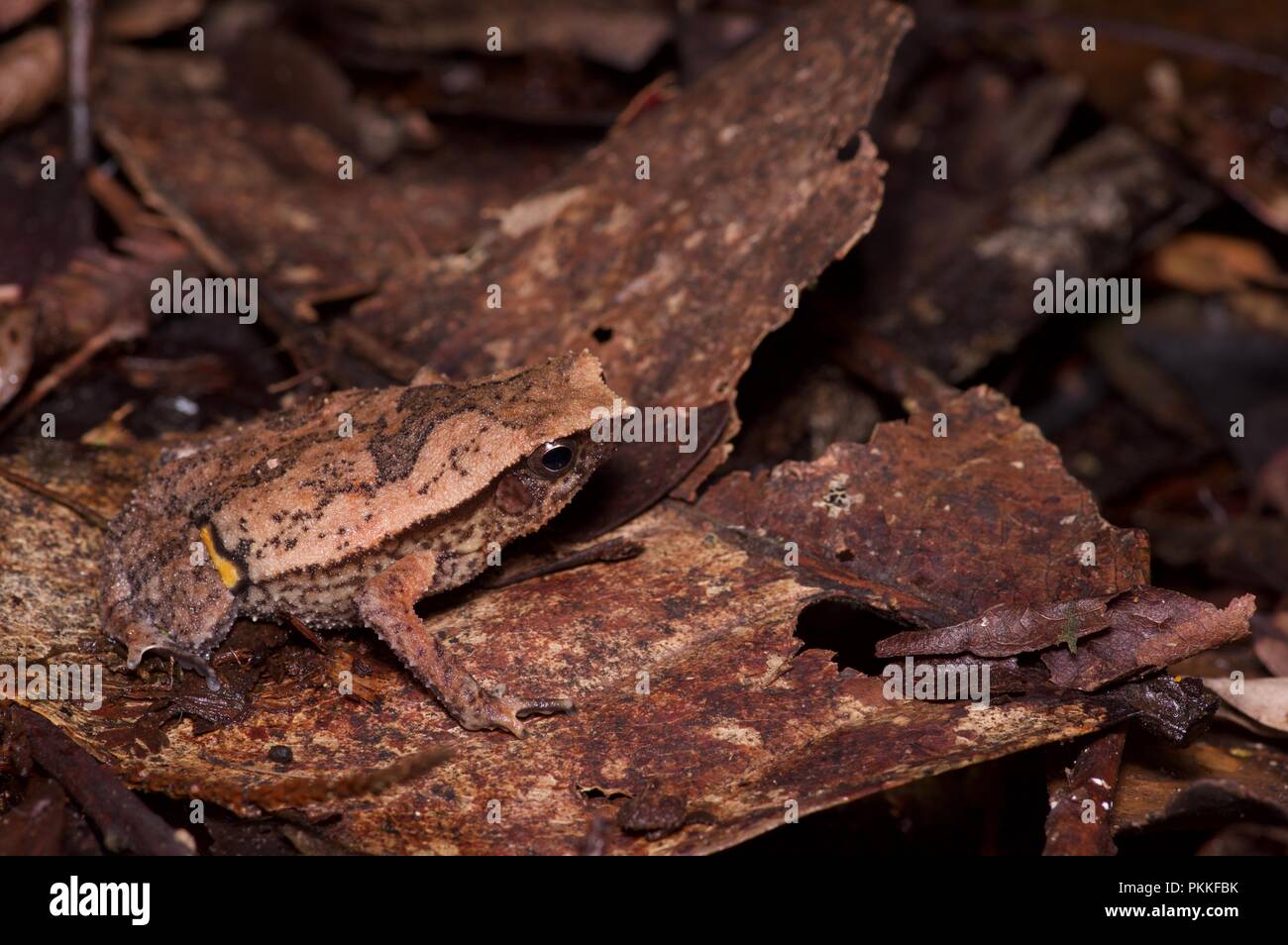A Kinabalu Sticky Frog (Kalophrynus baluensis) in the leaf litter at ...