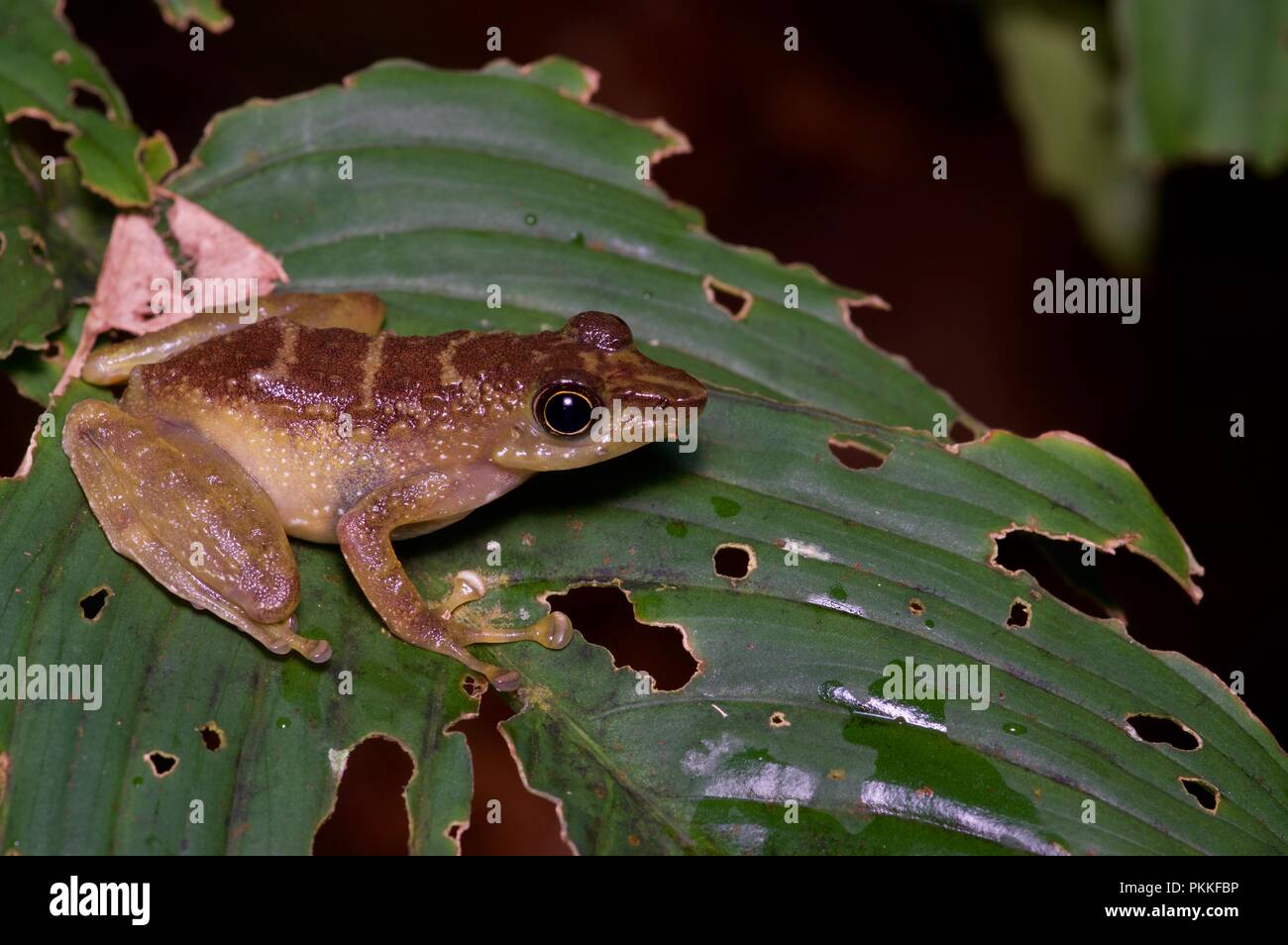 Green spotted foot flagging frog hi-res stock photography and images ...