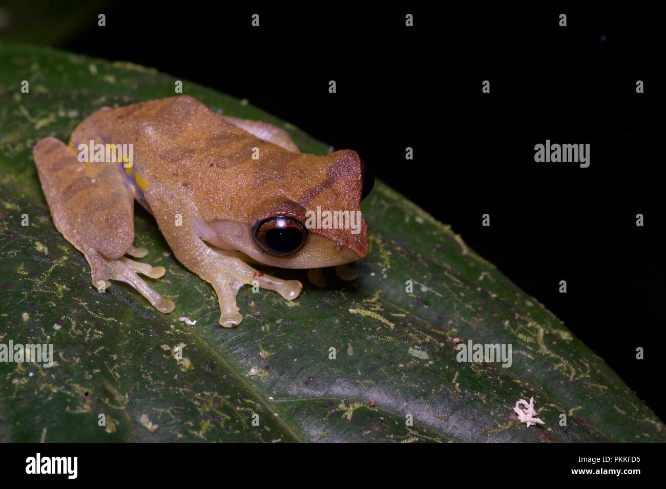 Sharp nosed tree frog hi-res stock photography and images - Alamy