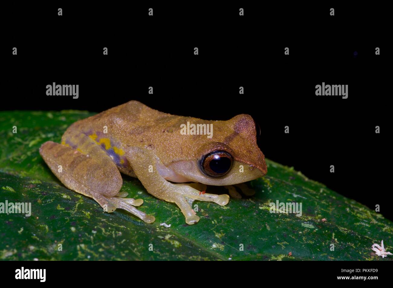 Sharp nosed tree frog hi-res stock photography and images - Alamy