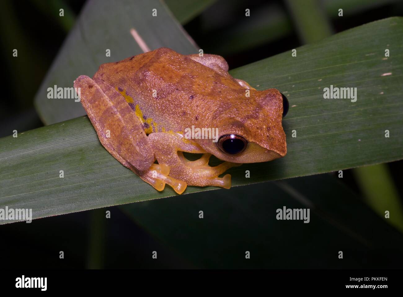 Sharp nosed tree frog hi-res stock photography and images - Alamy