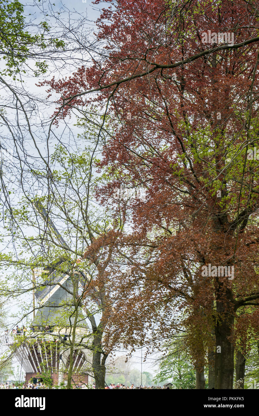 Netherlands,Lisse,Europe, LOW ANGLE VIEW OF TREES IN FOREST DURING ...