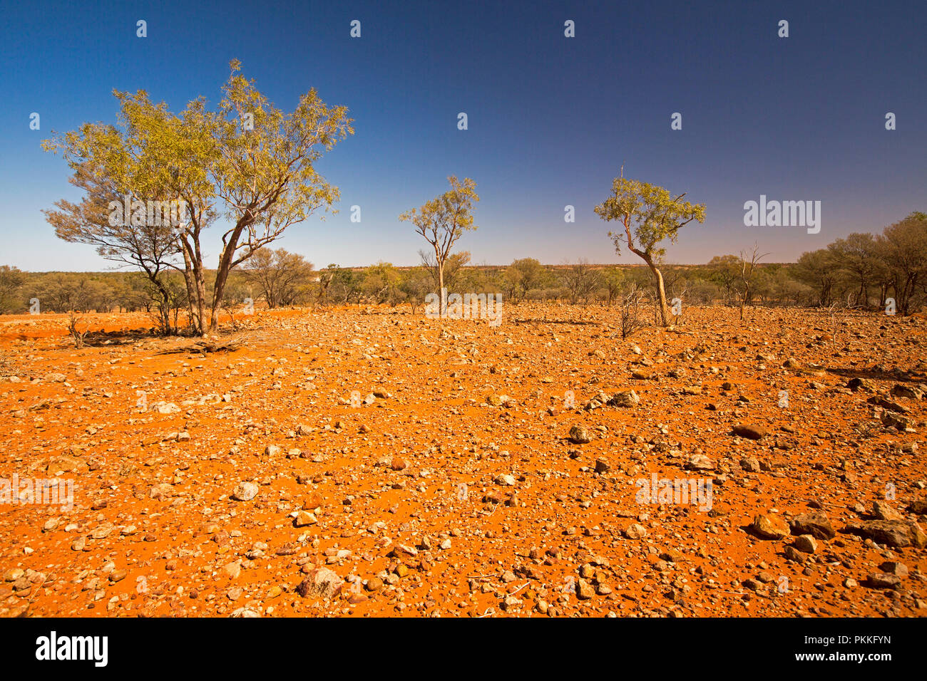 Australian outback landscape during drought with mulga/ acacia trees ...