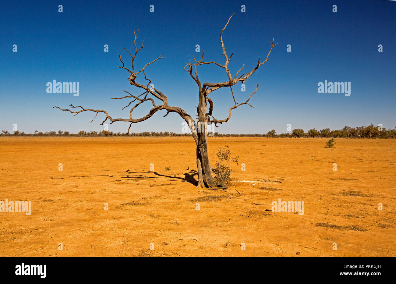 Australian outback landscape during drought with solitary dead tree ...