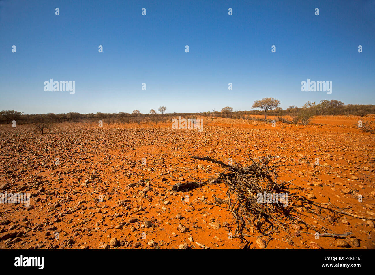 Australian outback landscape during drought with distant mulga trees ...