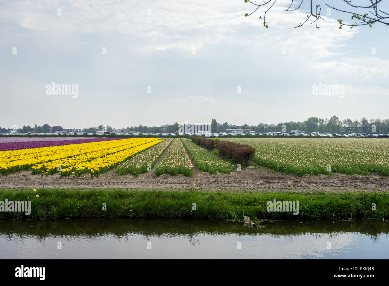 Netherlands,Lisse,Europe, a large body of water Stock Photo - Alamy