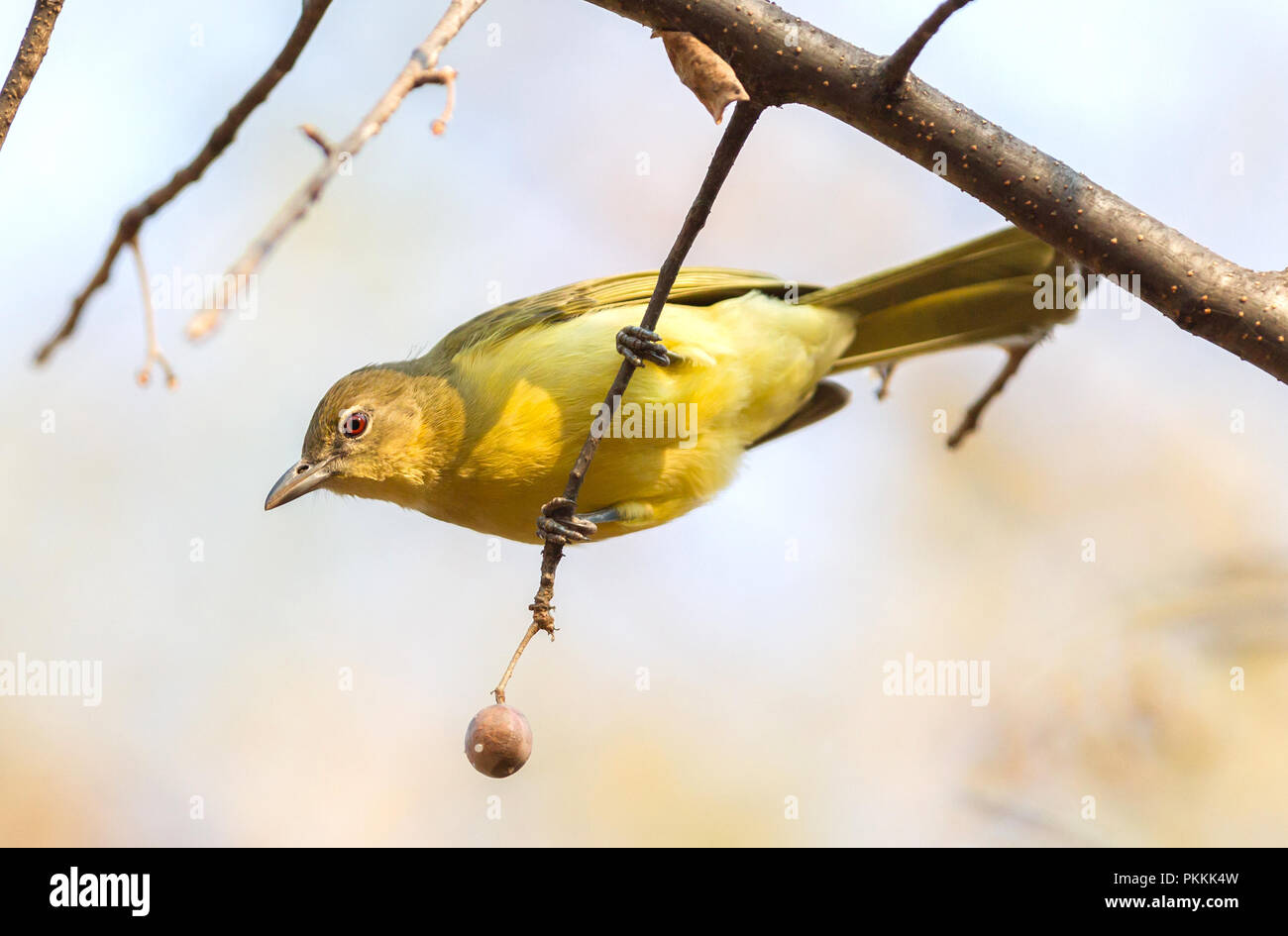 Yellow Bellied Greenbul High Resolution Stock Photography and Images ...