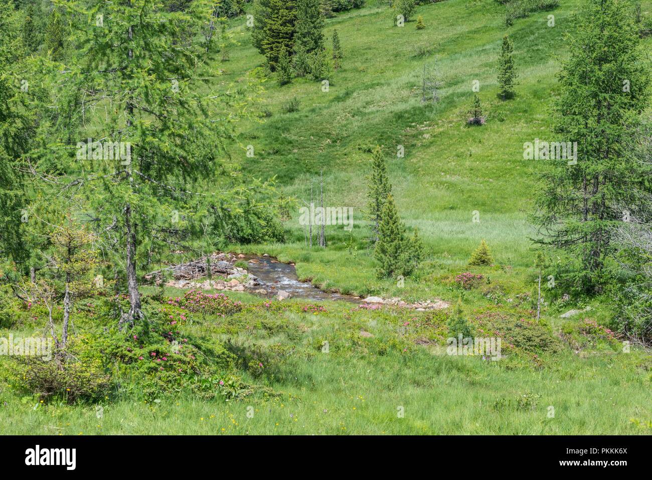 Mountain stream in the Alps, Austria Stock Photo - Alamy
