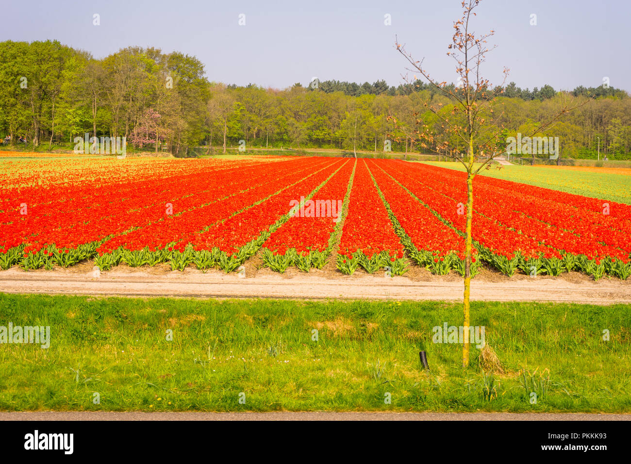 Netherlands,Lisse,Europe, a red stop sign sitting on top of a grass ...