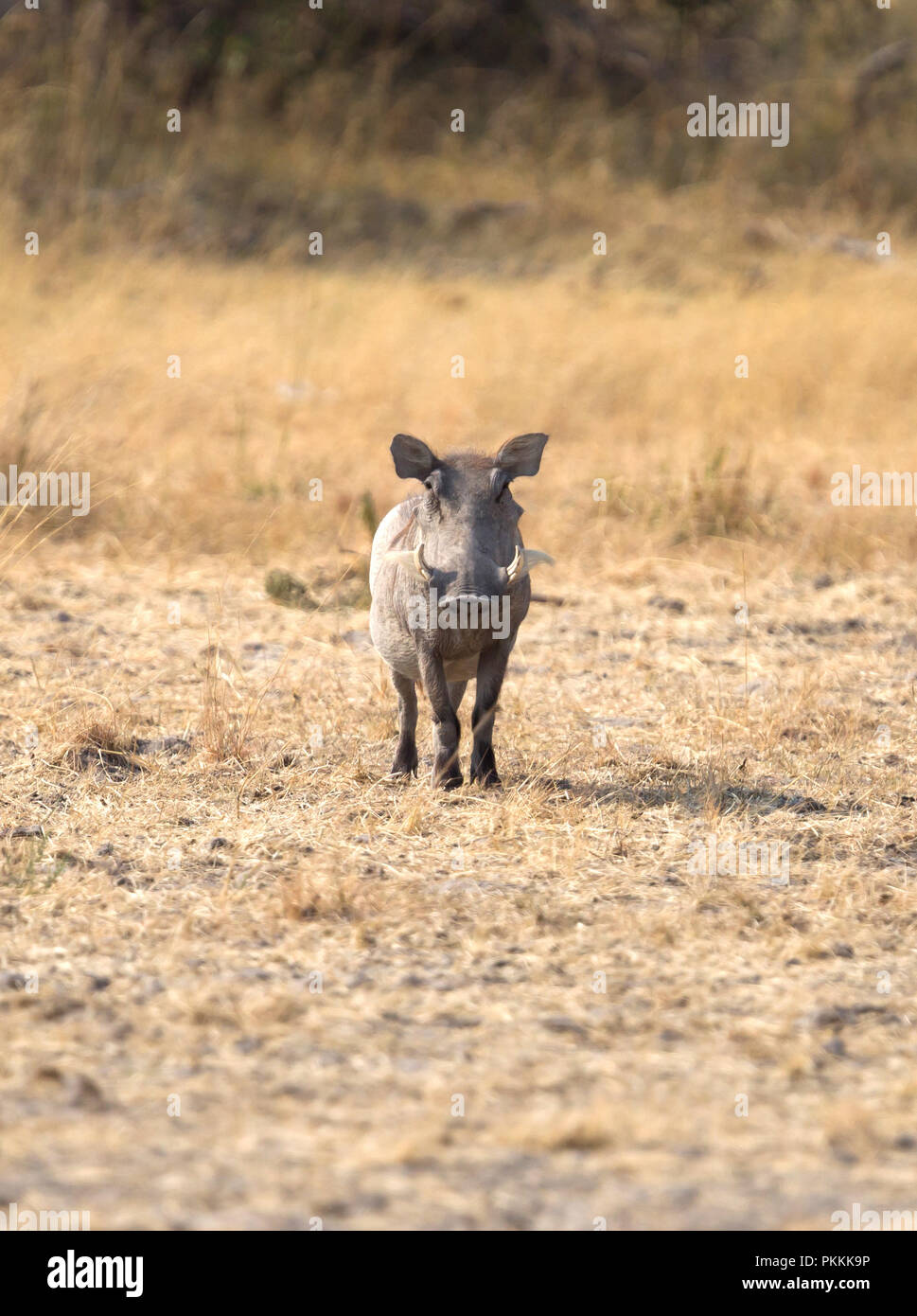 Phacochoerus africanus kalahari hi-res stock photography and images - Alamy