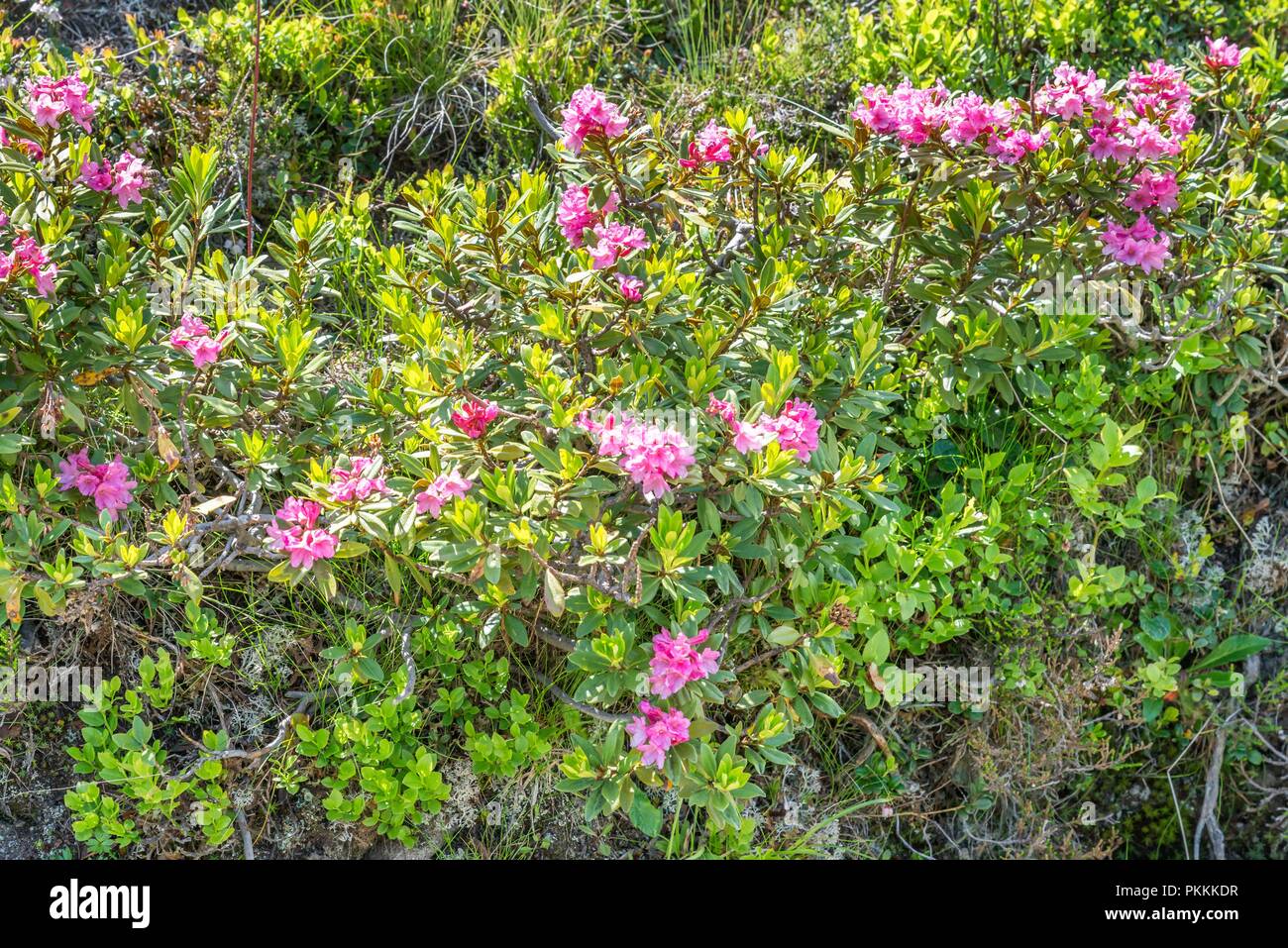 Alpine rose bush in a valley in the Alps, Austria Stock Photo - Alamy