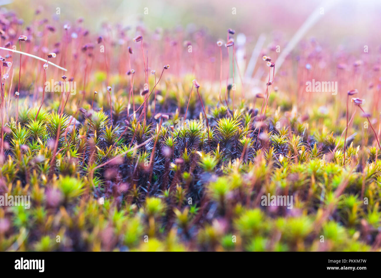 Prickly grass. Background of multi-colored grass. Macro Photo ...
