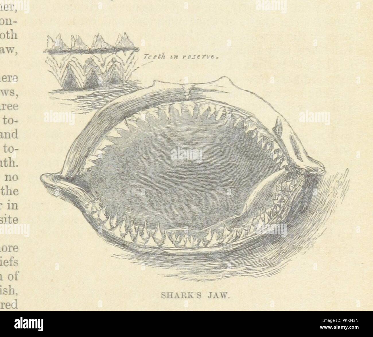 Image from page 423 of 'The Natural History of Man; being an account of ...