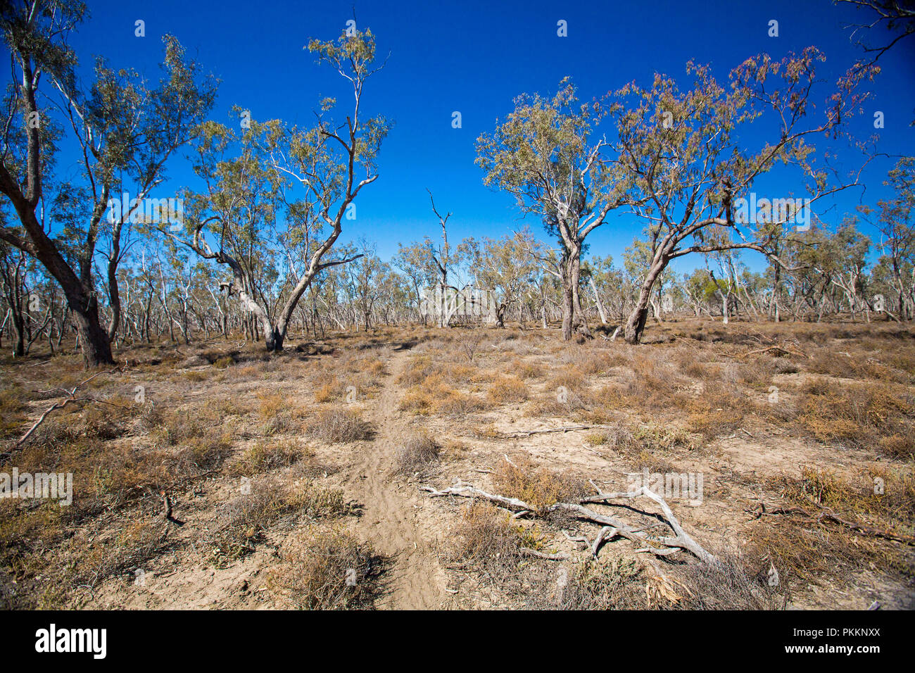Australian outback landscape with arid eucalypt woodlands and tufts of ...