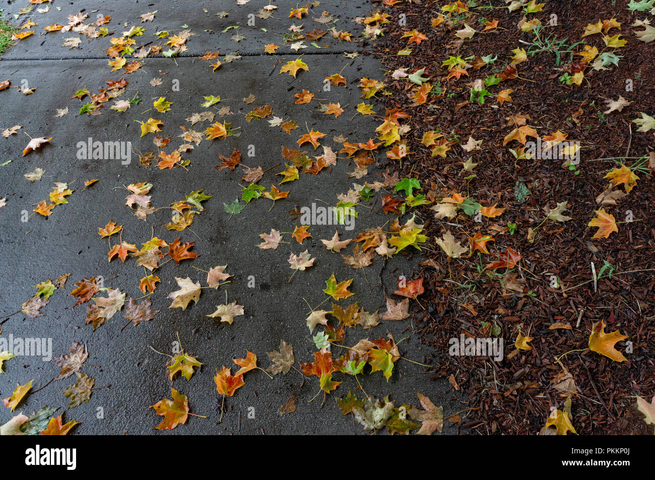 seasonal Scattered leaves fall autumn leaves Stock Photo - Alamy