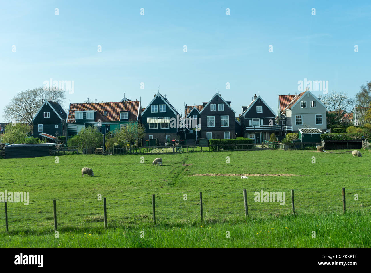 Netherlands,Wetlands,Maarken,Europe, a herd of cattle grazing on a lush ...